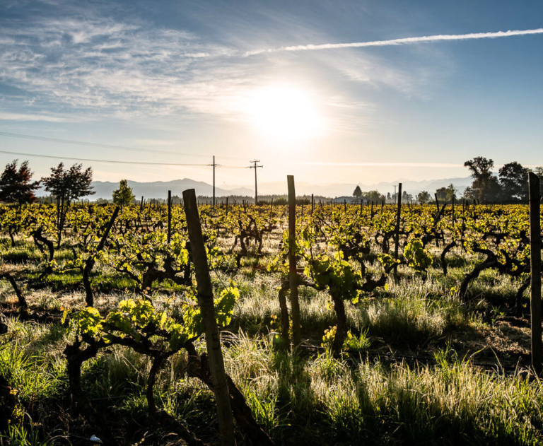 El terroir del Valle de Curicó: el origen que define los vinos de Viña ...